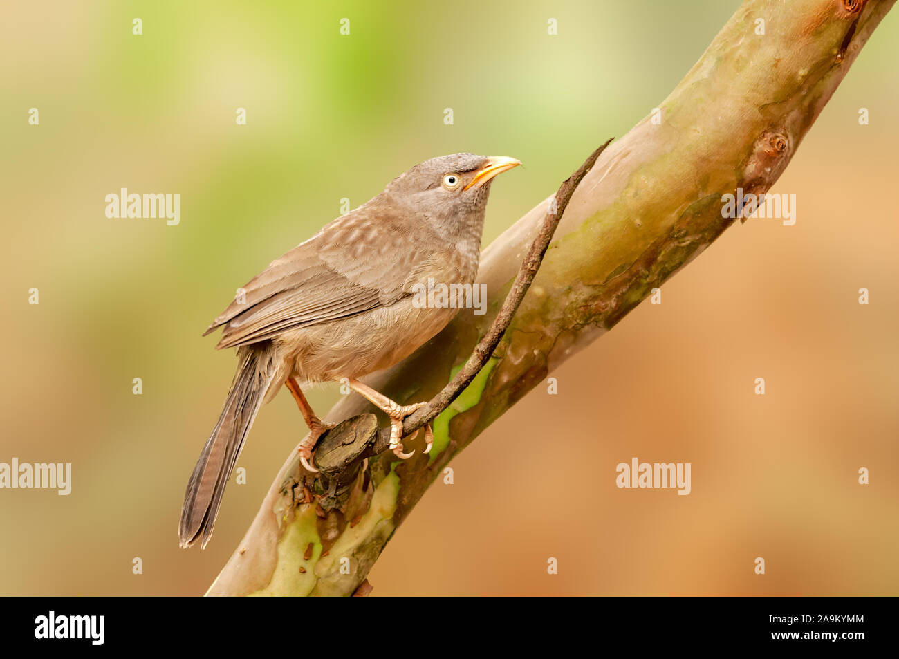 Jungle babbler birds hi-res stock photography and images - Alamy