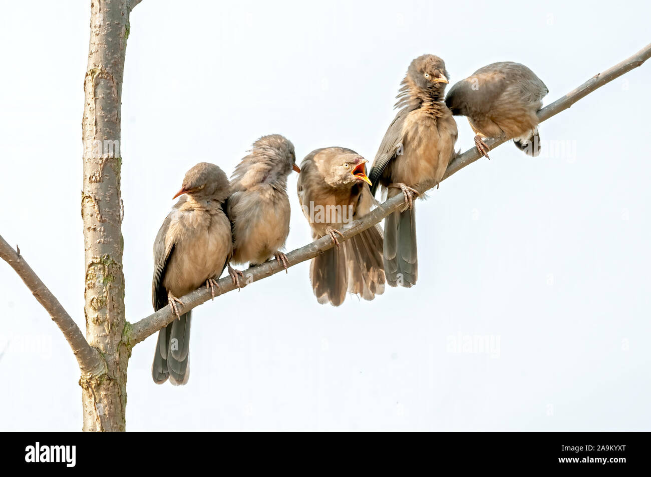 A group of jungle babblers sitting on a tree doing preen Stock Photo ...