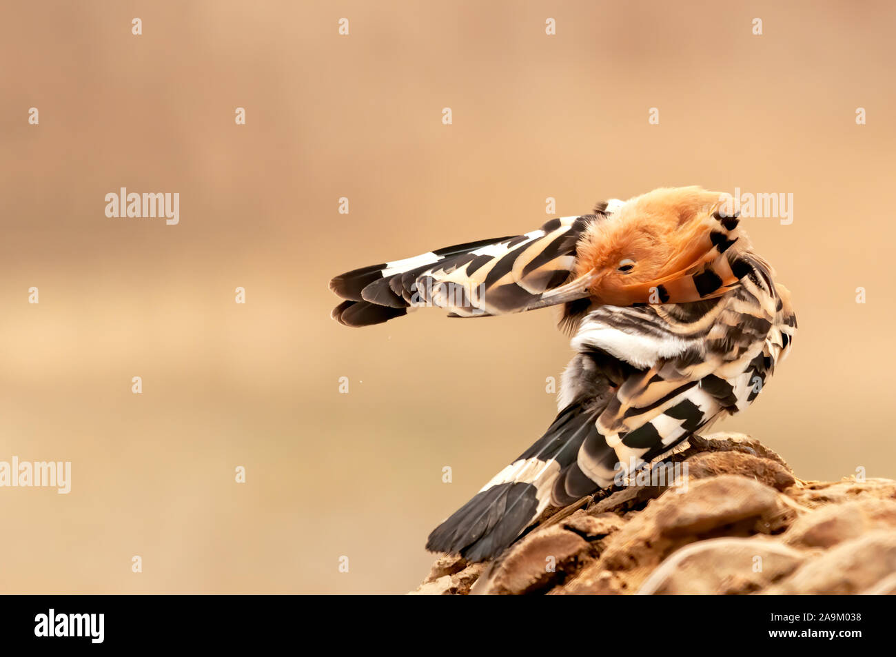 Hoopoe stretching hi-res stock photography and images - Alamy