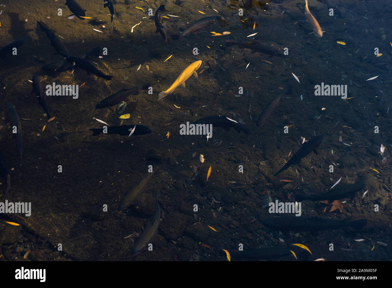 Golden trouts in the monastery pond somewhere in georgian mountains ...