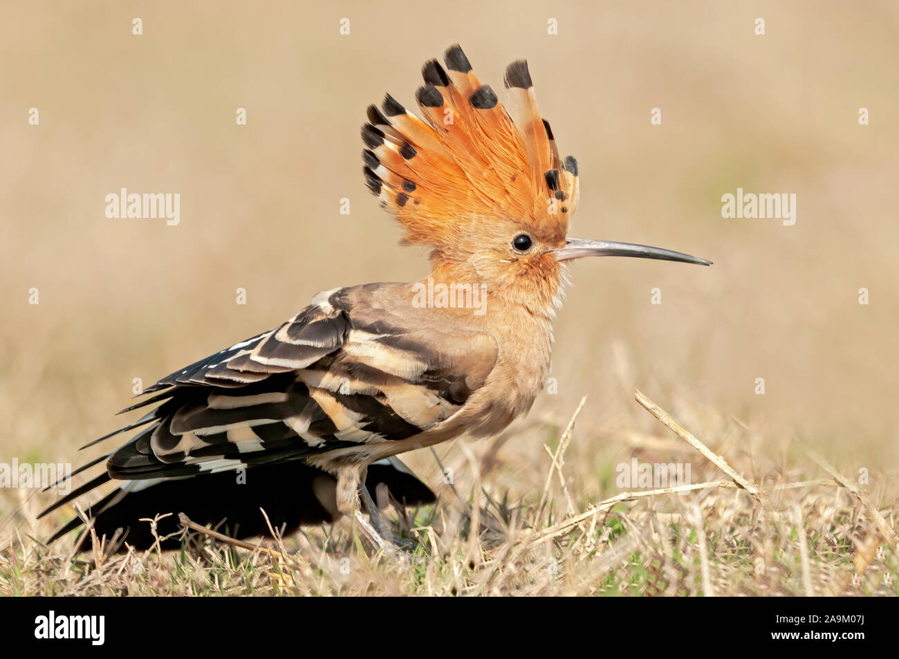 Common hoopoe hi-res stock photography and images - Alamy