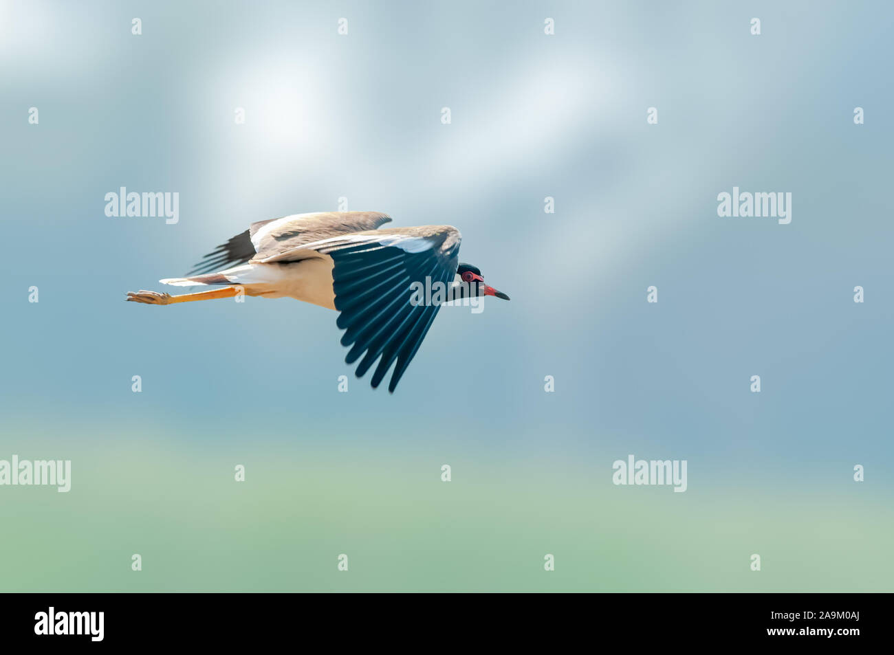 Red wattled lapwing flying in the sky Stock Photo - Alamy
