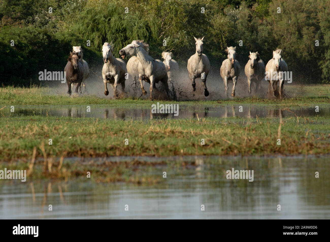 Camargue horses in the wetland area at the mouth of the River Rhône of ...