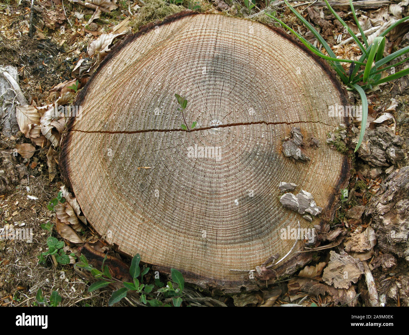 Life returning to a cracked, discarded tree ring. A honeysuckle shoot ...