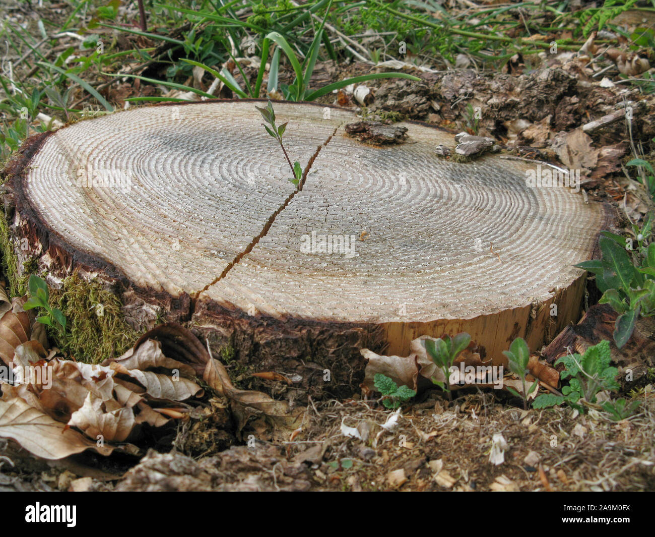 Life returning through a cracked, discarded tree ring. A honeysuckle ...