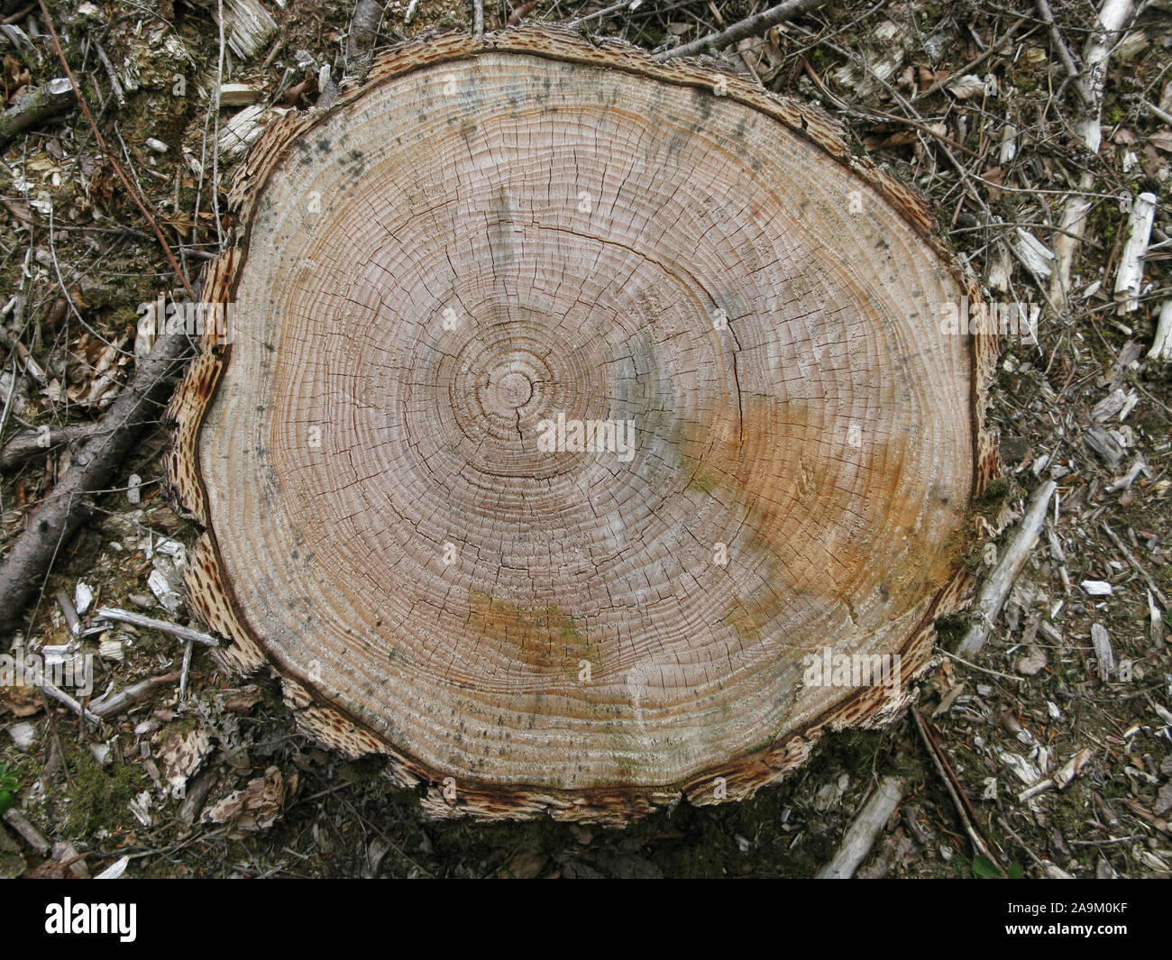A slice of forest wood. It's growth and history. A time capsule left to ...