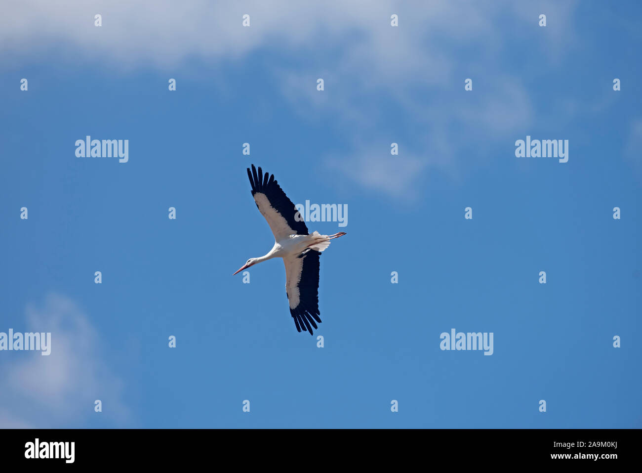 White stork in flight (Ciconia ciconia) France Stock Photo - Alamy