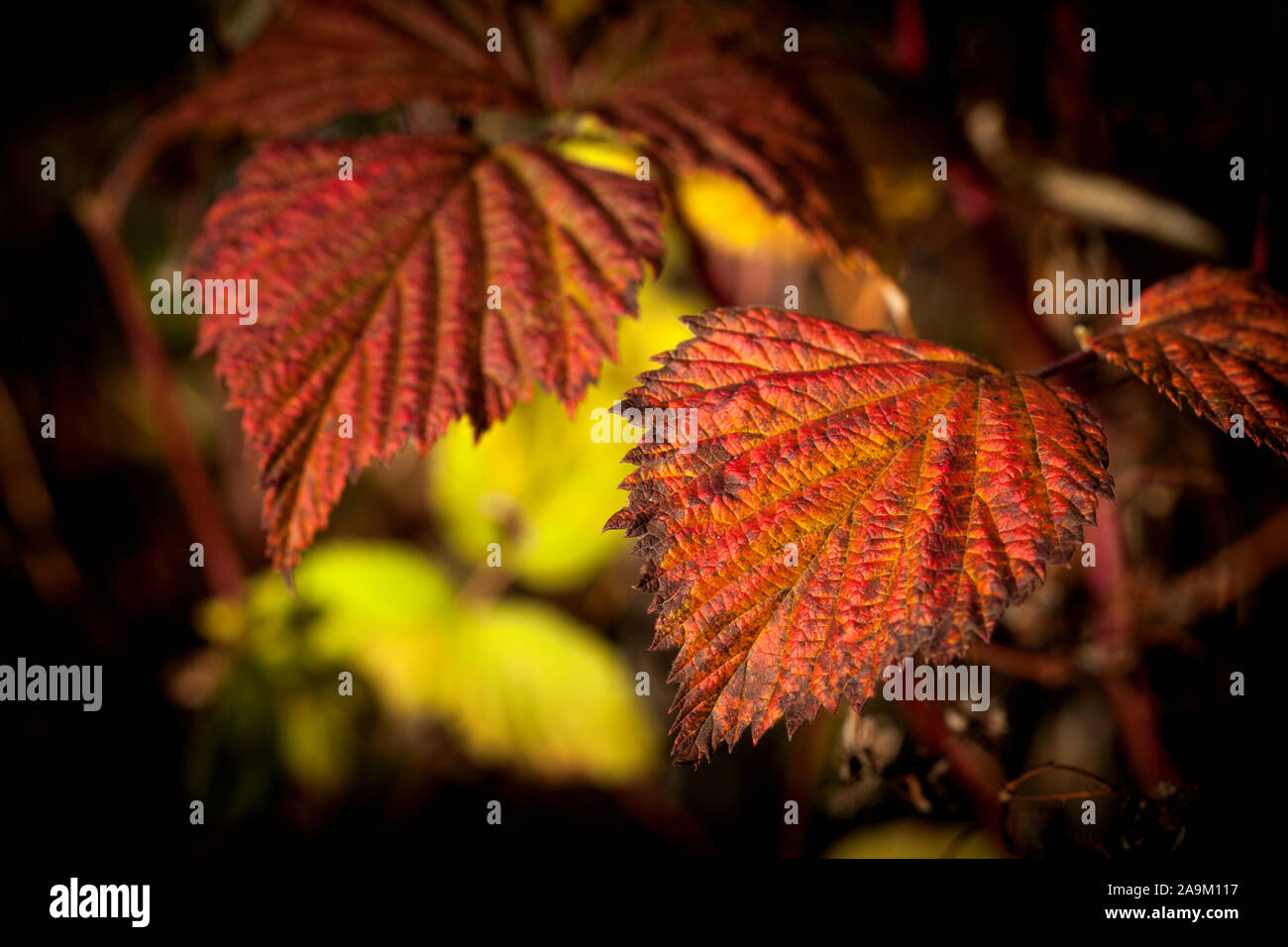 Close up, macron on colorful autumn leaves. Raspberry leaf in brown ...