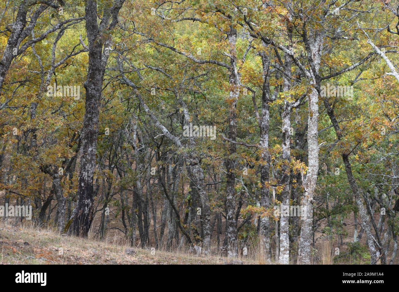Robledo de las Hoyas oak forest in Sierra Madrona natural park, an ...