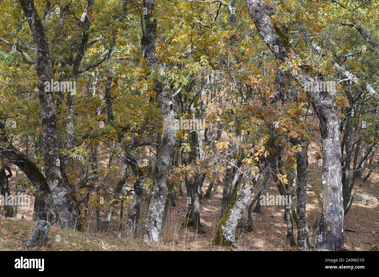 Robledo de las Hoyas oak forest in Sierra Madrona natural park, an ...