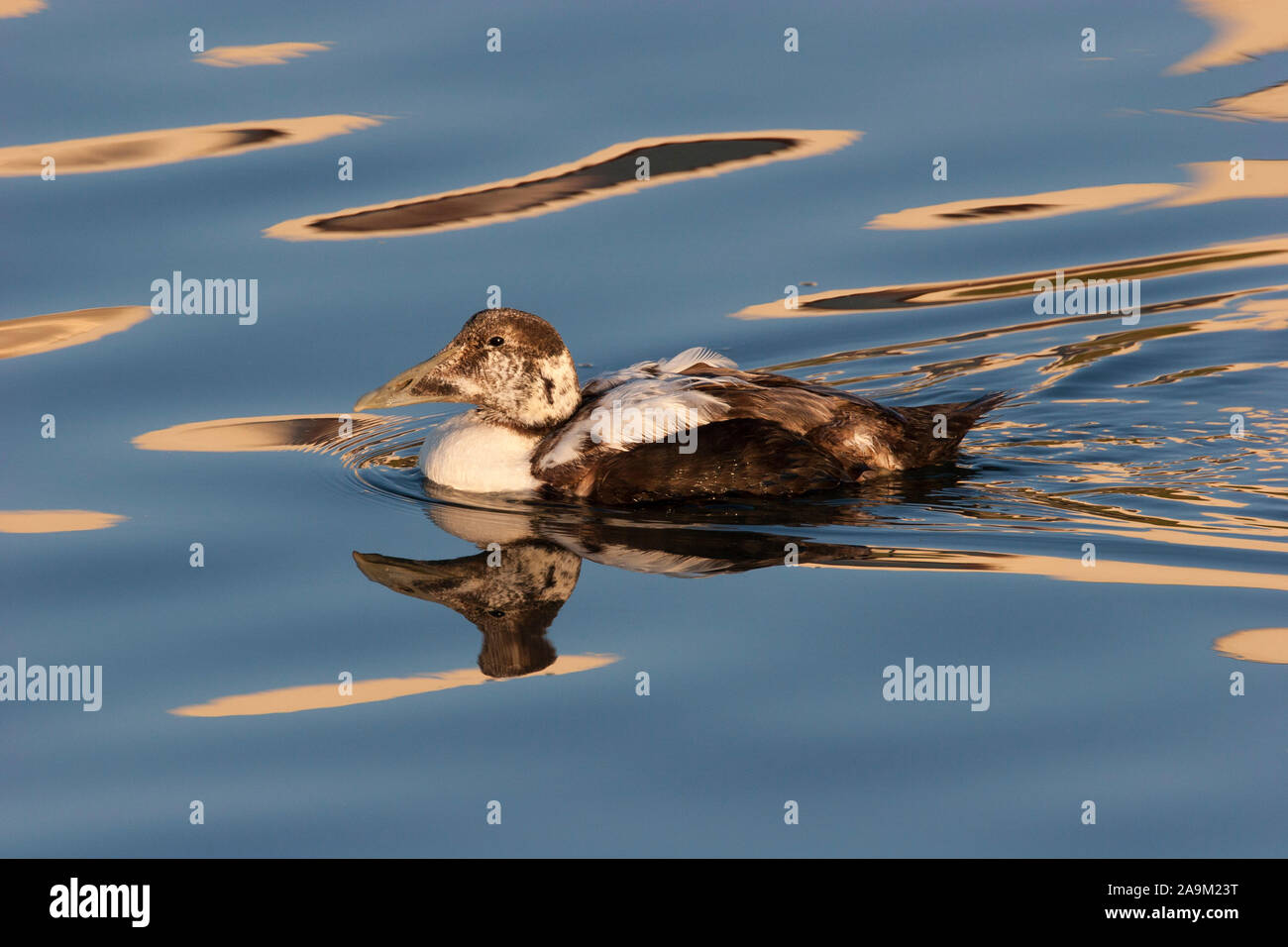 Common Eider, Somateria mollissima, single adult male in eclipse ...