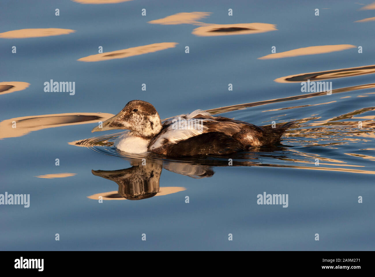 Common Eider, Somateria mollissima, single adult male in eclipse ...