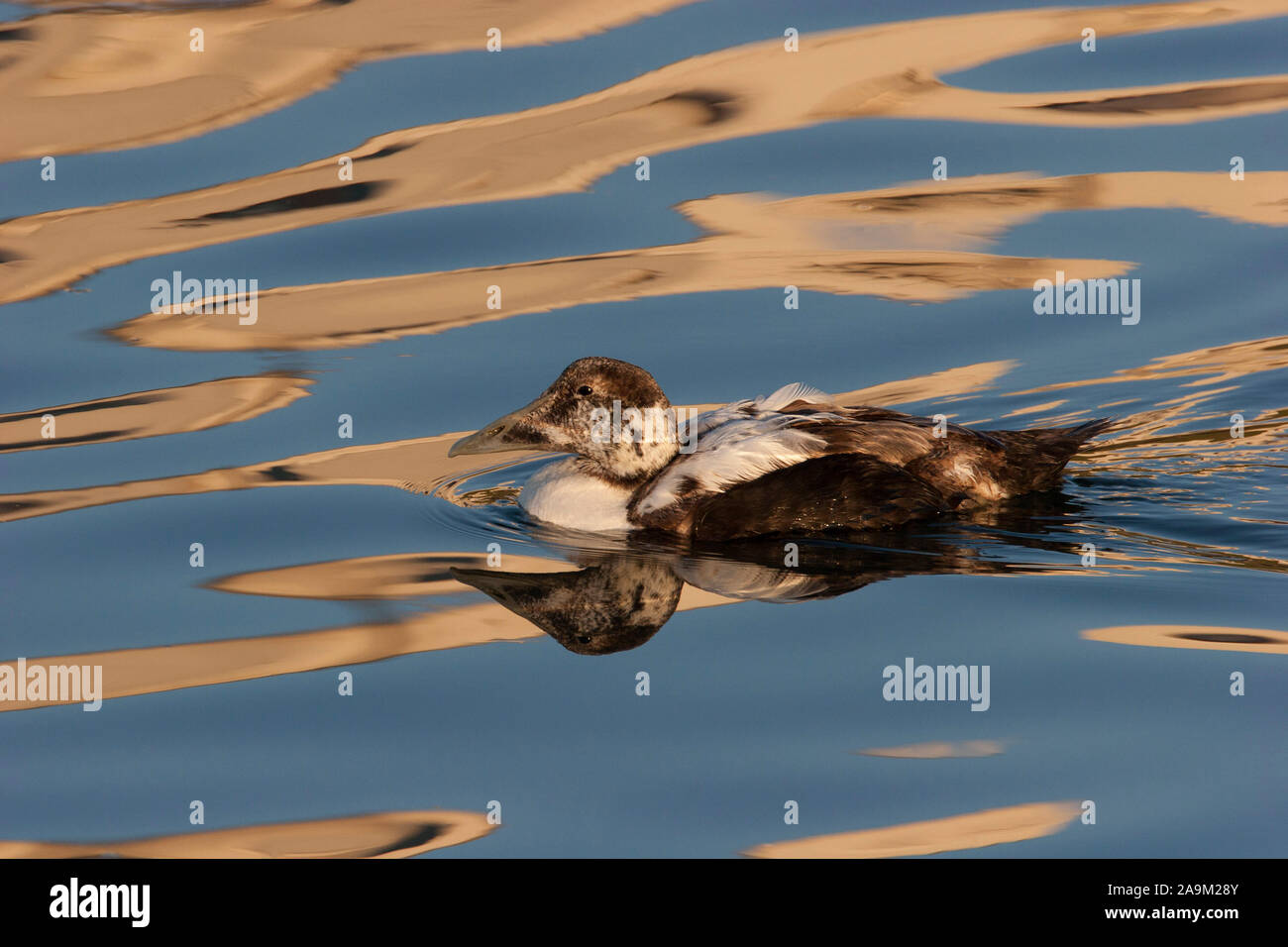 Common Eider, Somateria mollissima, single adult male in eclipse ...