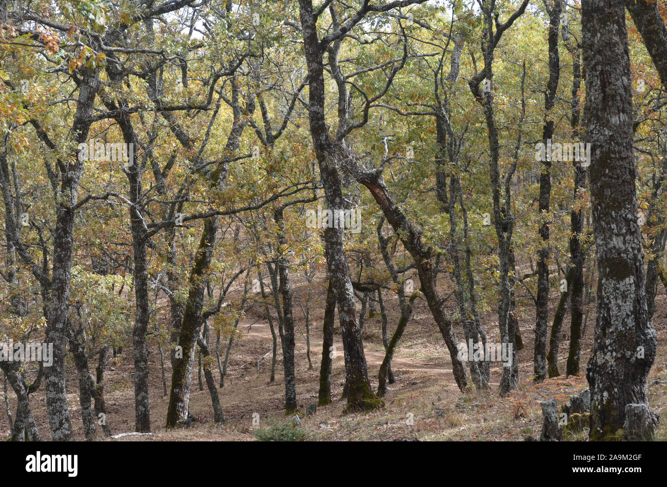 Robledo de las Hoyas oak forest in Sierra Madrona natural park, an ...