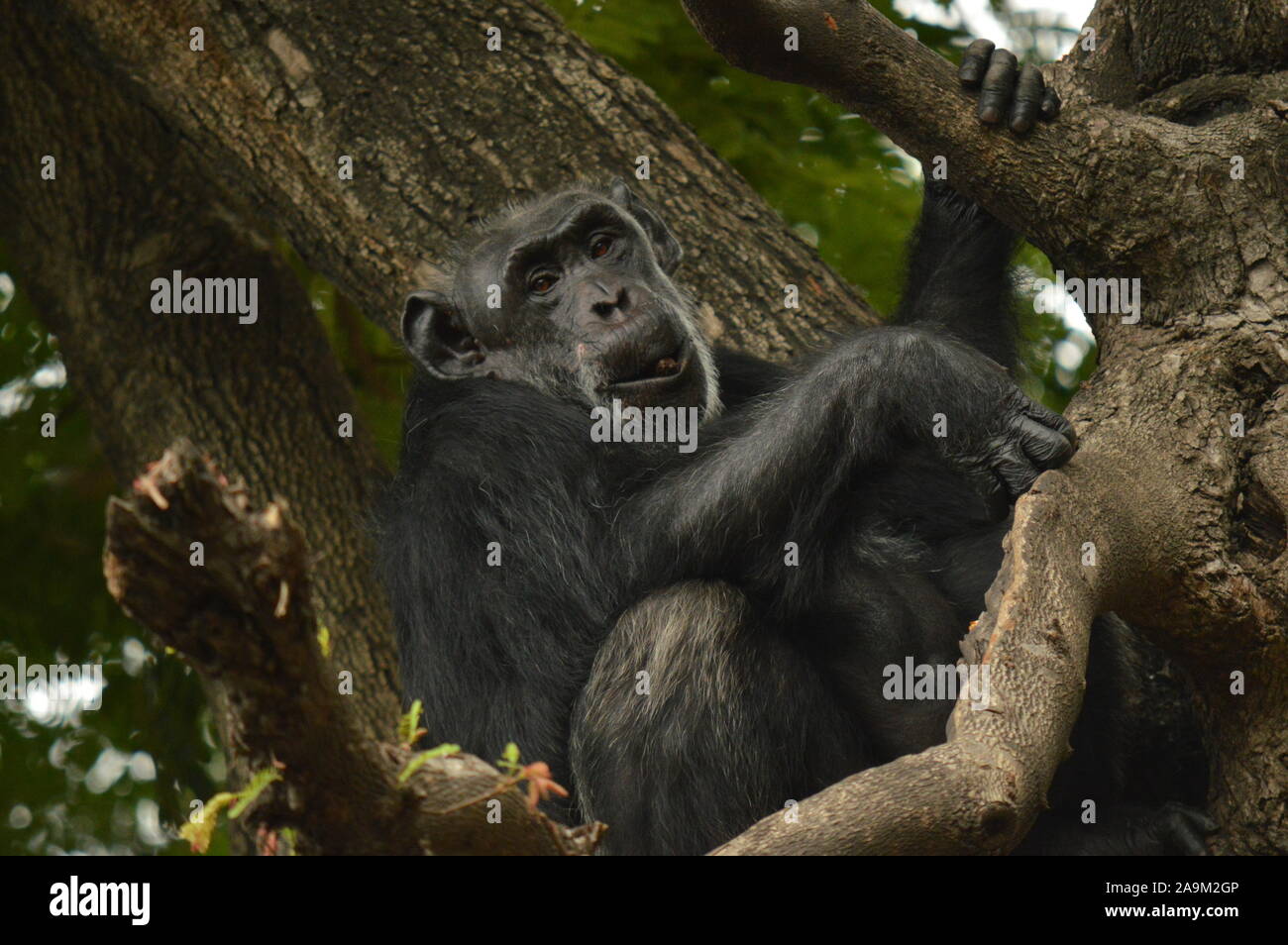 Chimpanzee on a tree Stock Photo - Alamy
