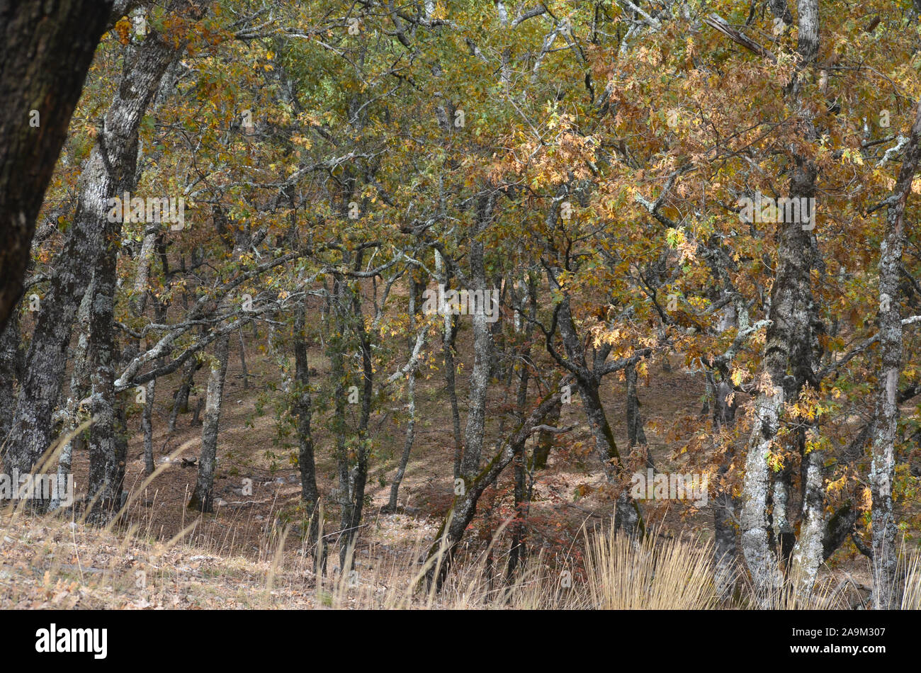 Robledo de las Hoyas oak forest in Sierra Madrona natural park, an ...