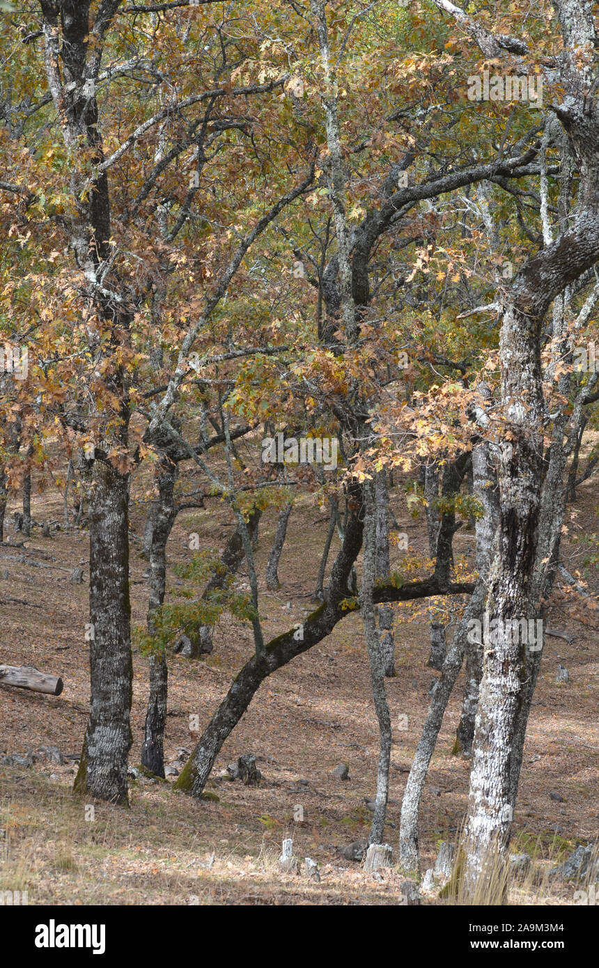 Robledo de las Hoyas oak forest in Sierra Madrona natural park, an ...