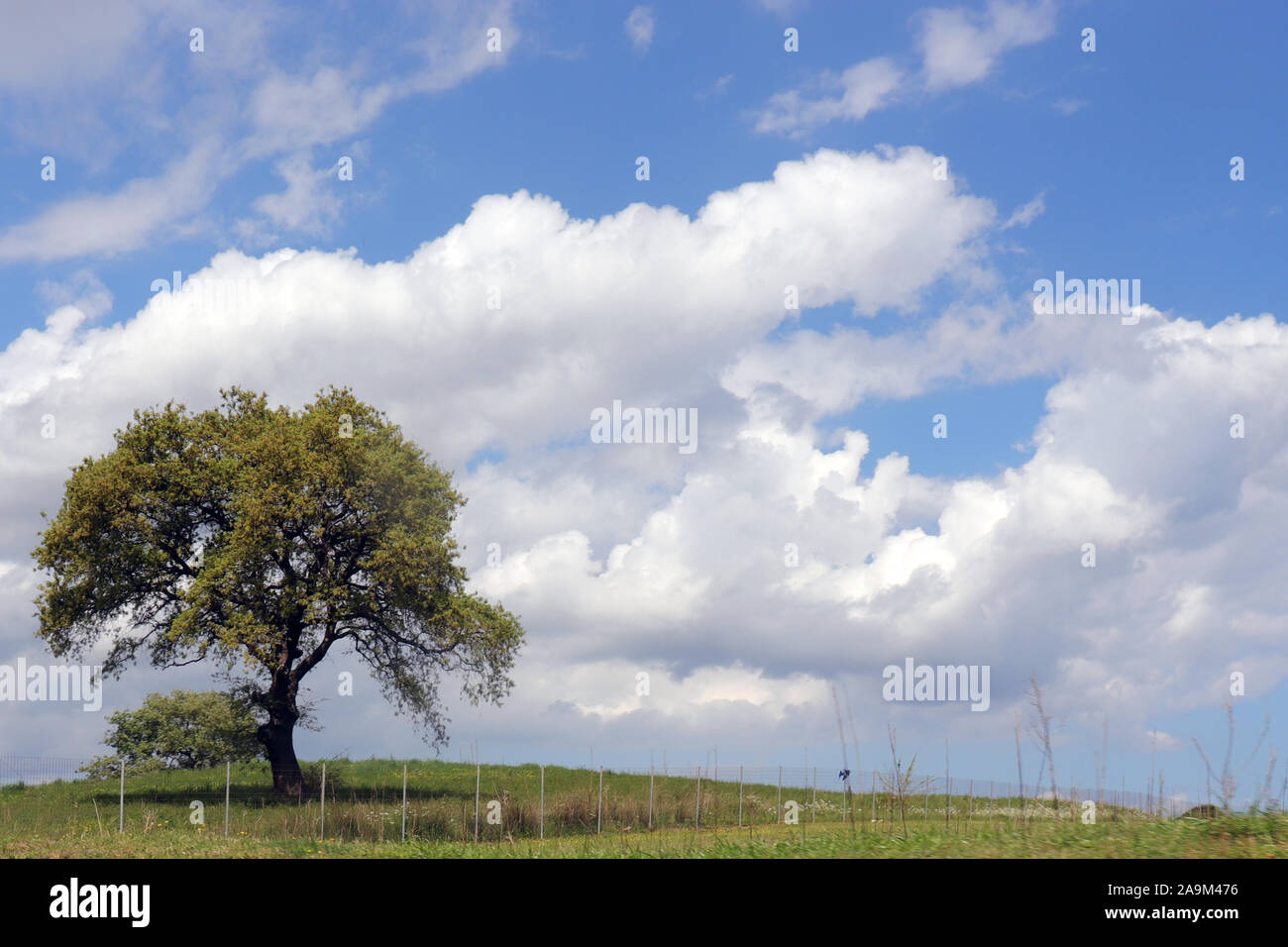 Solitary Tree in Crete Stock Photo - Alamy