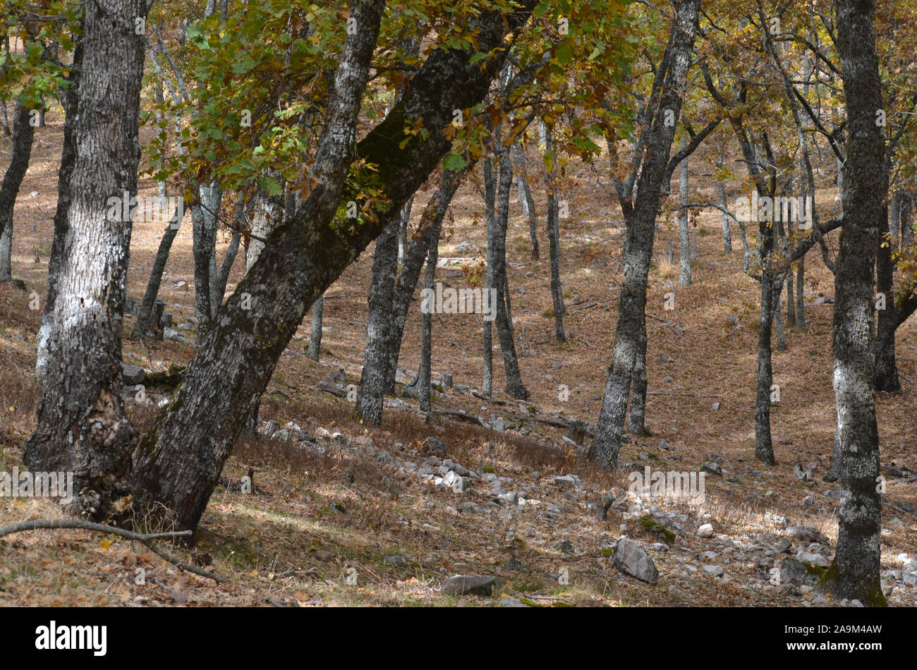 Robledo de las Hoyas oak forest in Sierra Madrona natural park, an ...