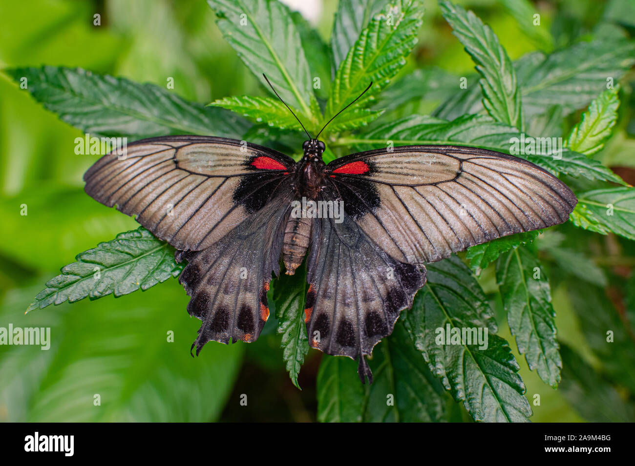 Female Papilio memnon, the great Mormon butterfly, with open wings, on ...