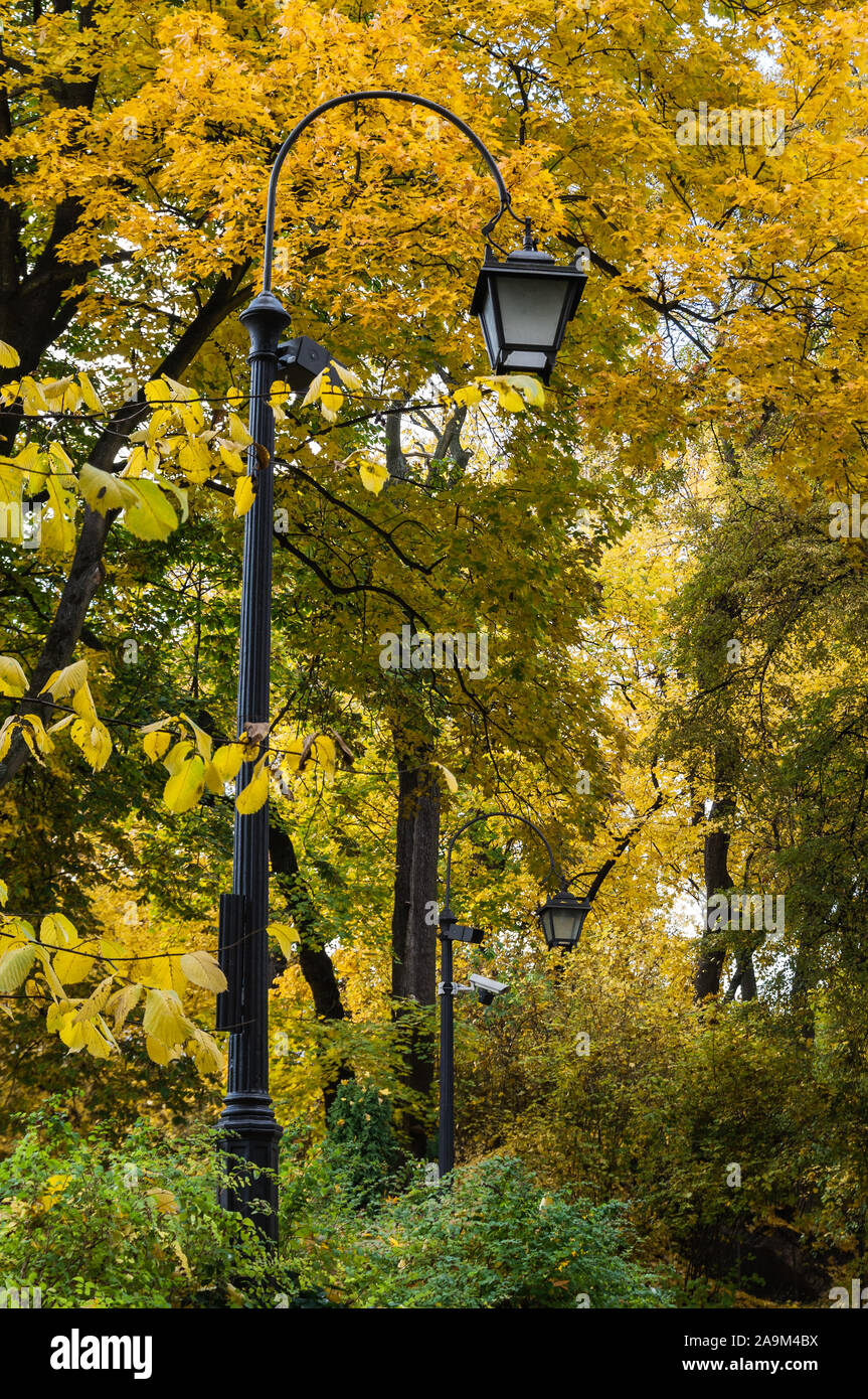 Lamp posts in Lazienki park during autumn seasosn surrounded by yellow ...
