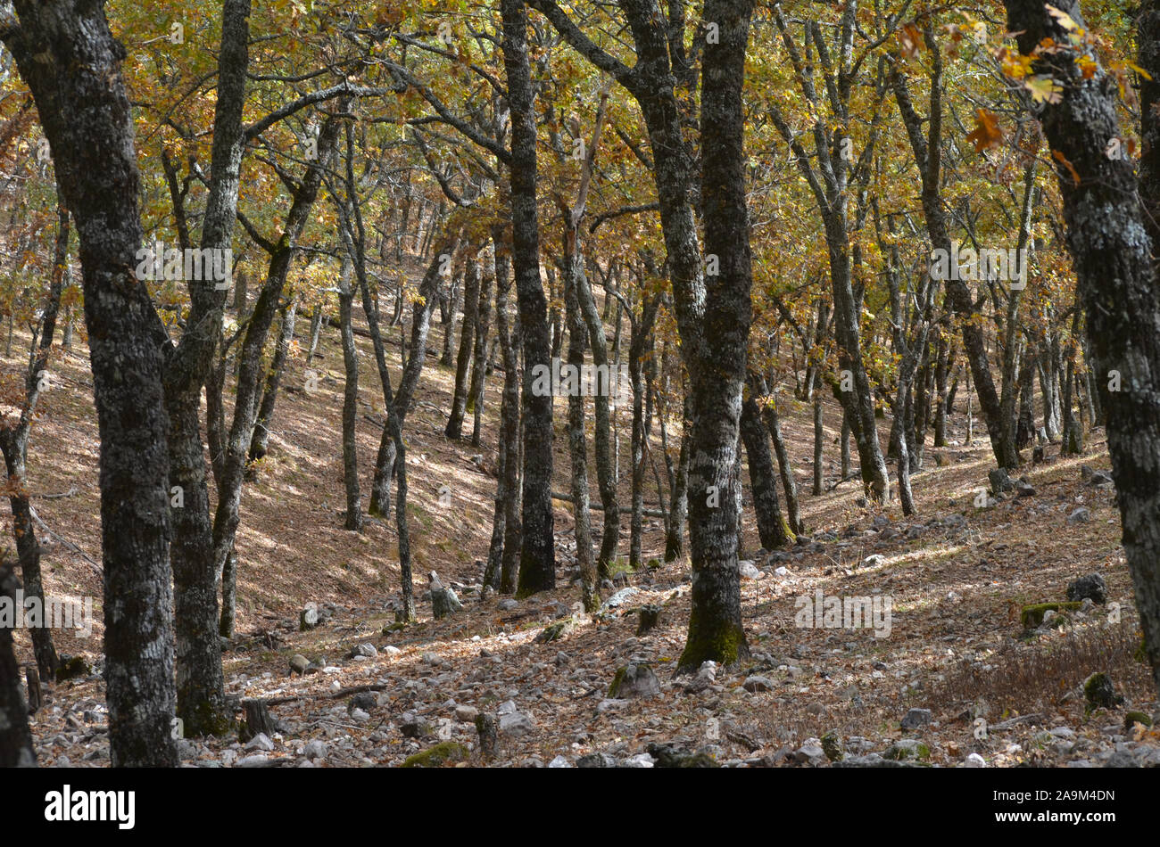 Robledo de las Hoyas oak forest in Sierra Madrona natural park, an ...