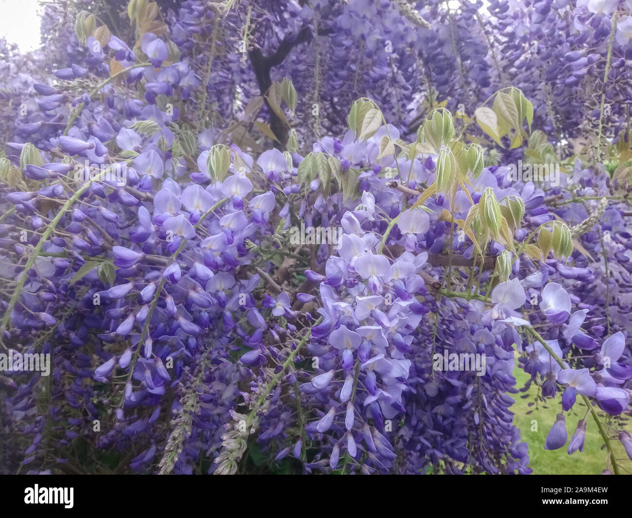 Wisteria sinensis ‘Prolific’, violet colored Chinese Wisteria ...