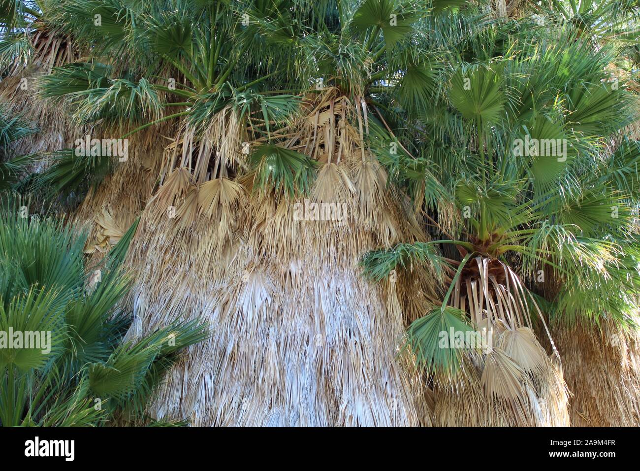 Washingtonia filifera palm tree hi-res stock photography and images - Alamy