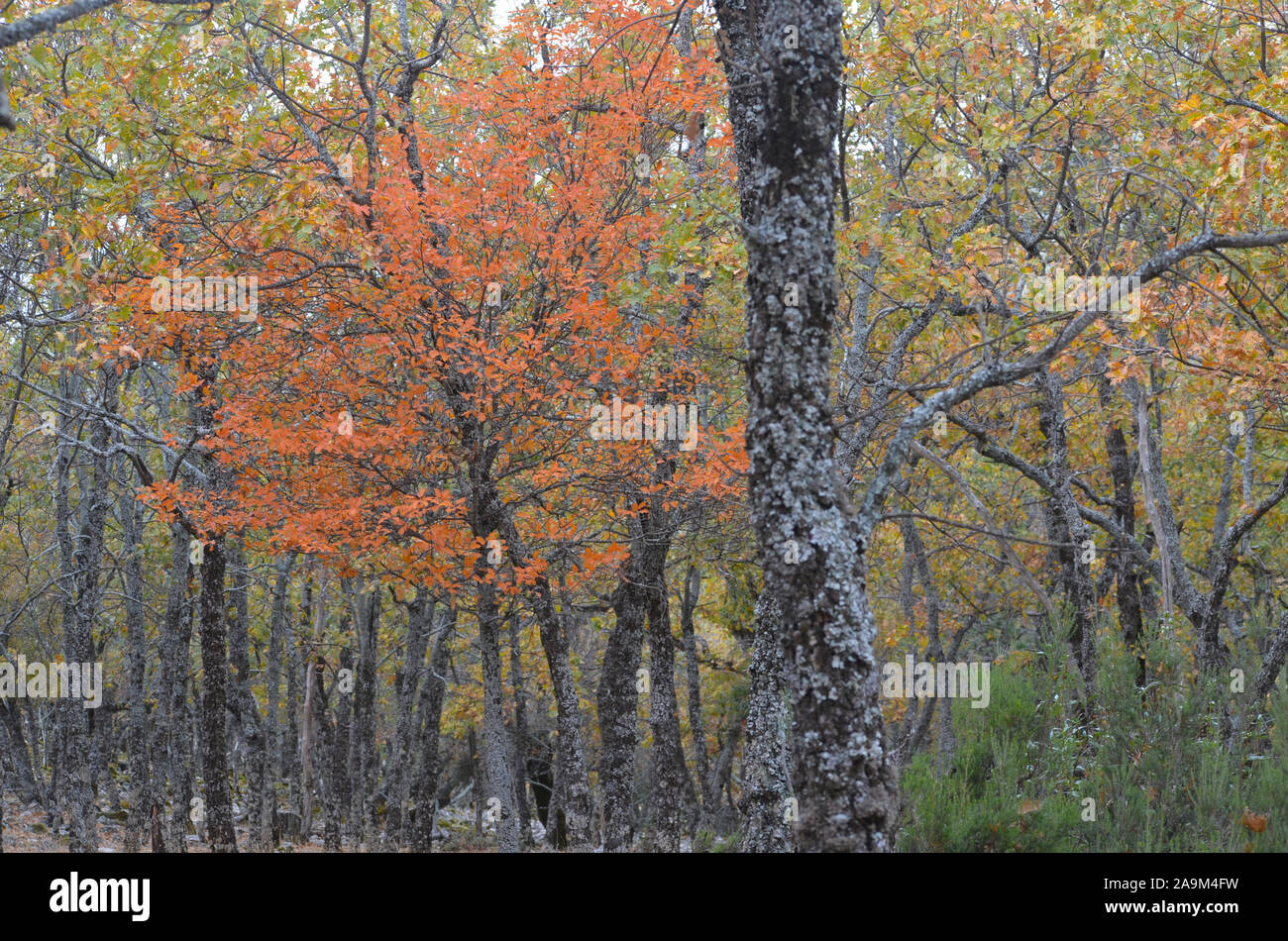 Robledo de las Hoyas oak forest in Sierra Madrona natural park, an ...
