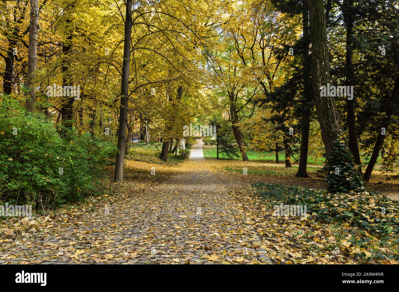 Trees with yellow and orange foliage in Lazienki Park, Warsaw, Poland ...