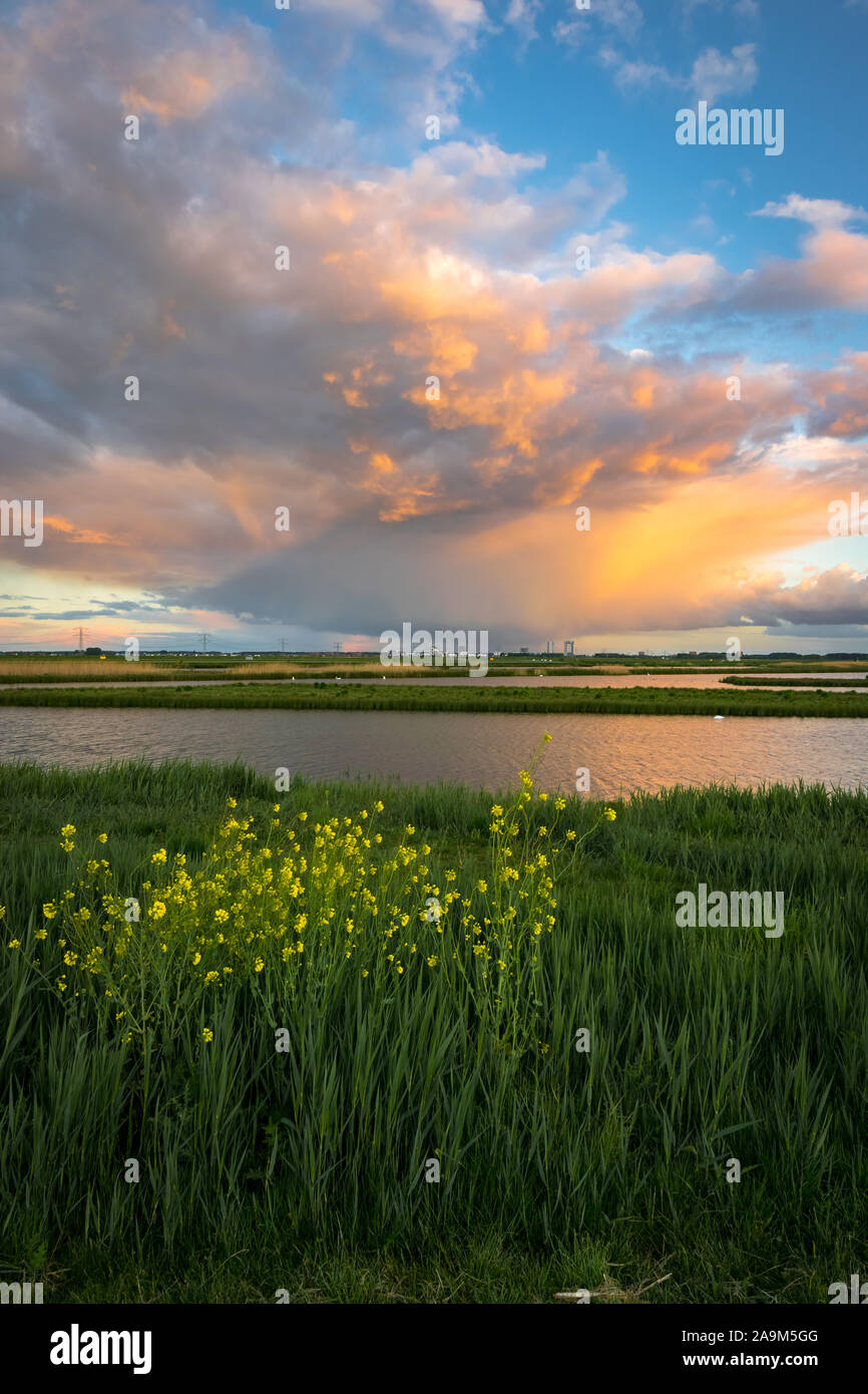Sun golden shower hi-res stock photography and images - Alamy