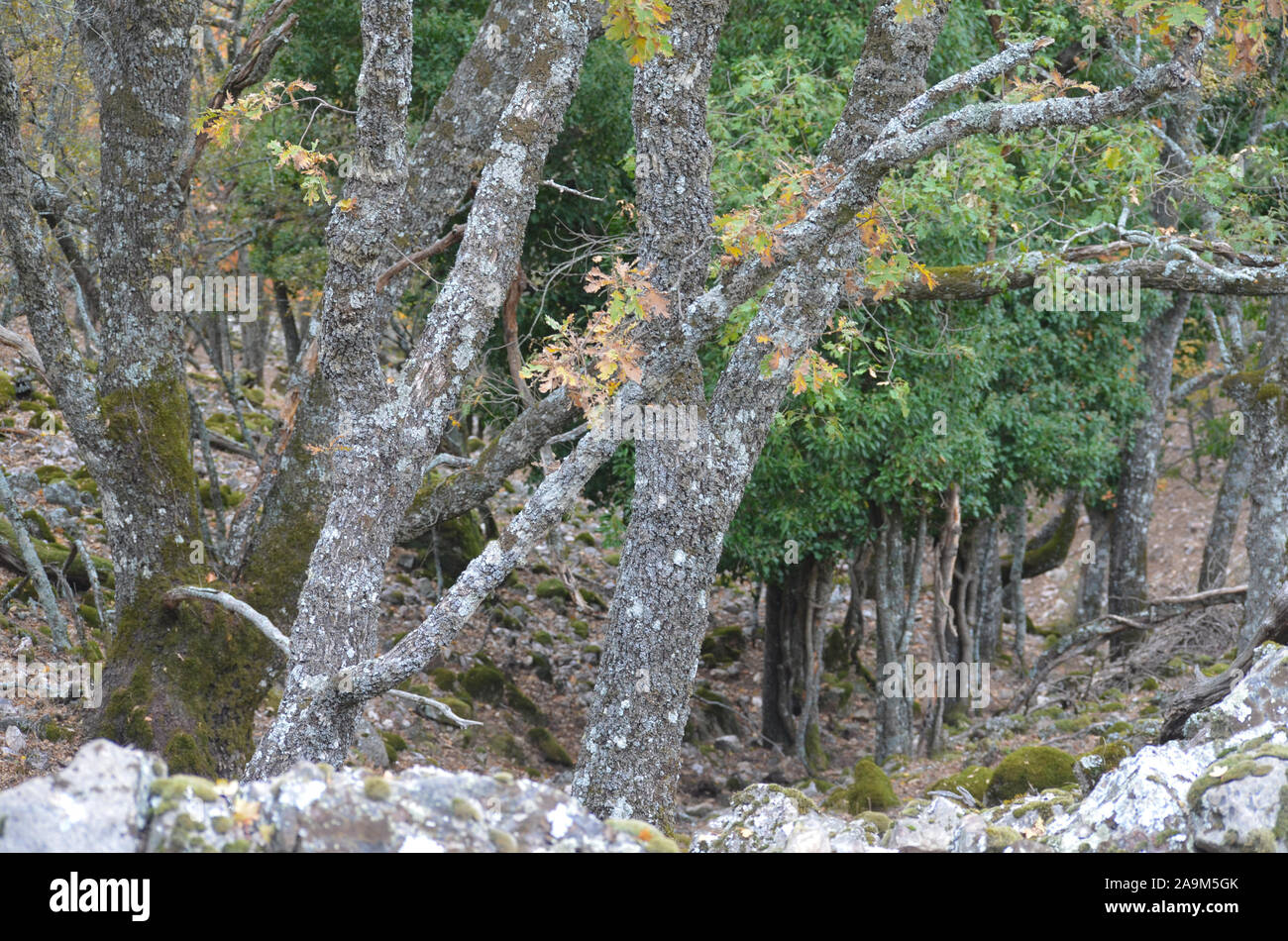 Robledo de las Hoyas oak forest in Sierra Madrona natural park, an ...