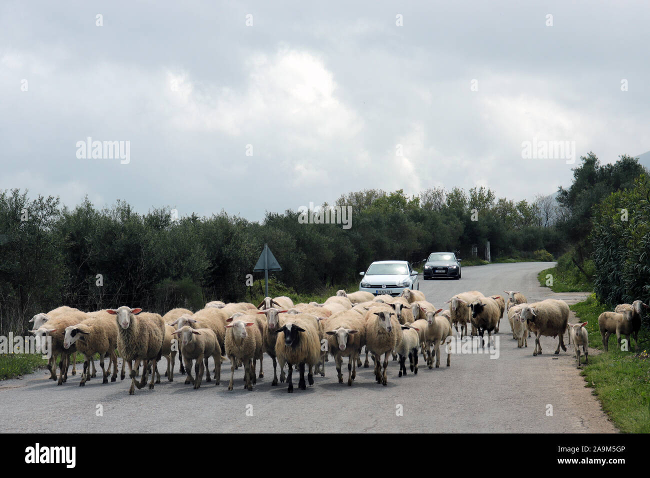 Cattle car cars hi-res stock photography and images - Alamy