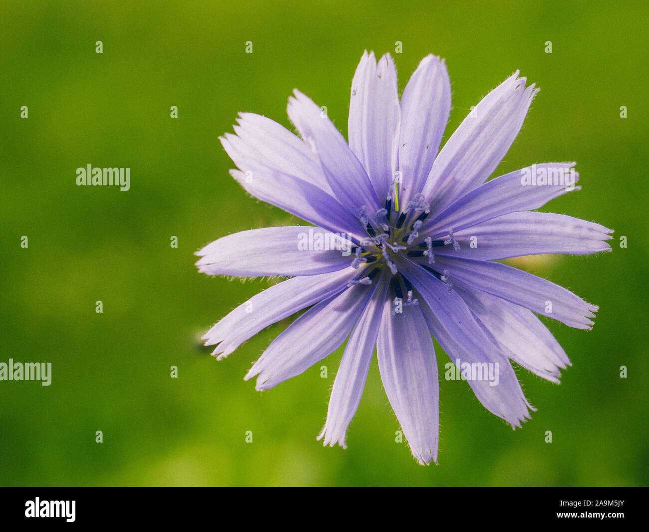 Blue flower close up hi-res stock photography and images - Alamy