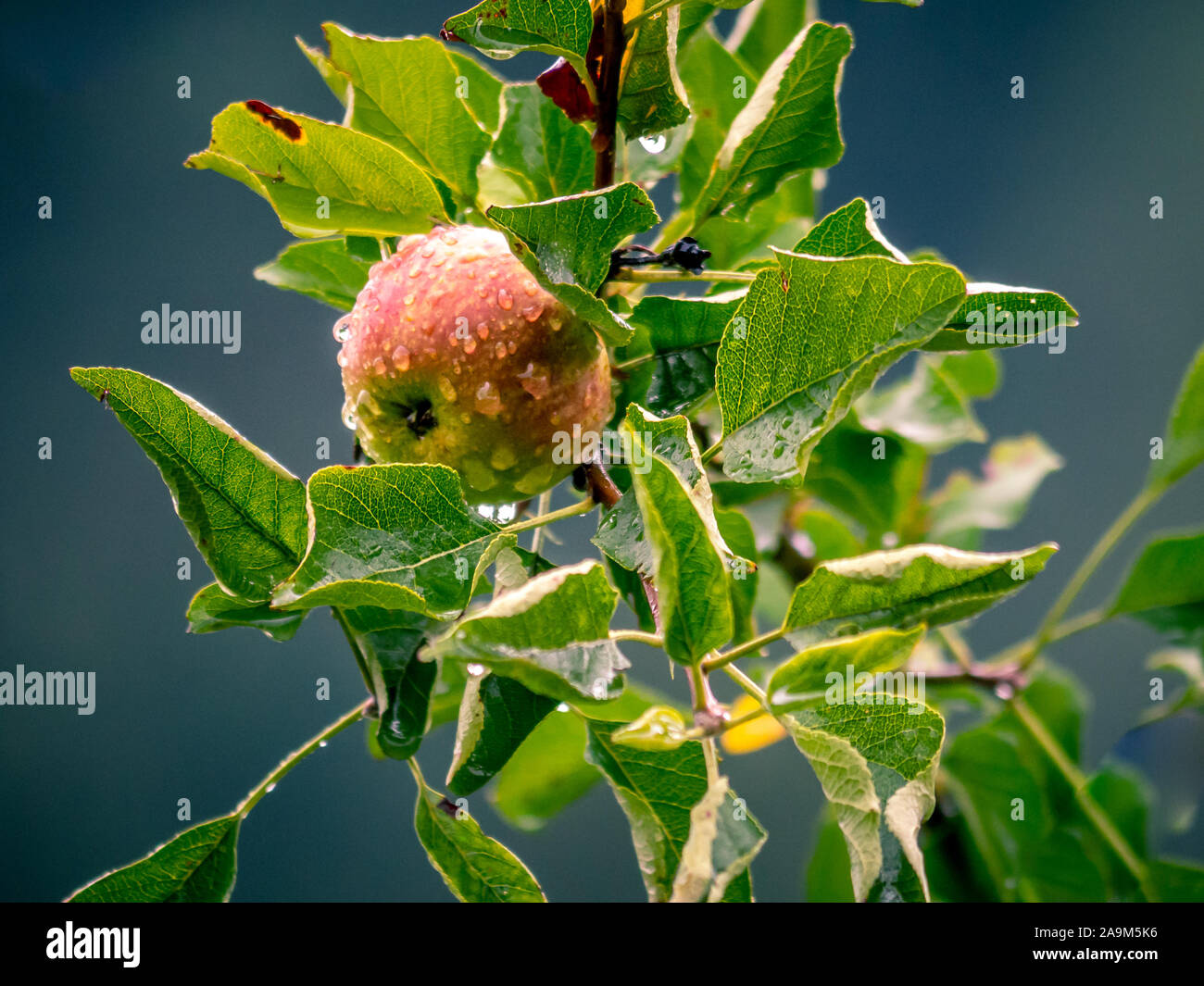 Hanging apple from tree Stock Photo - Alamy