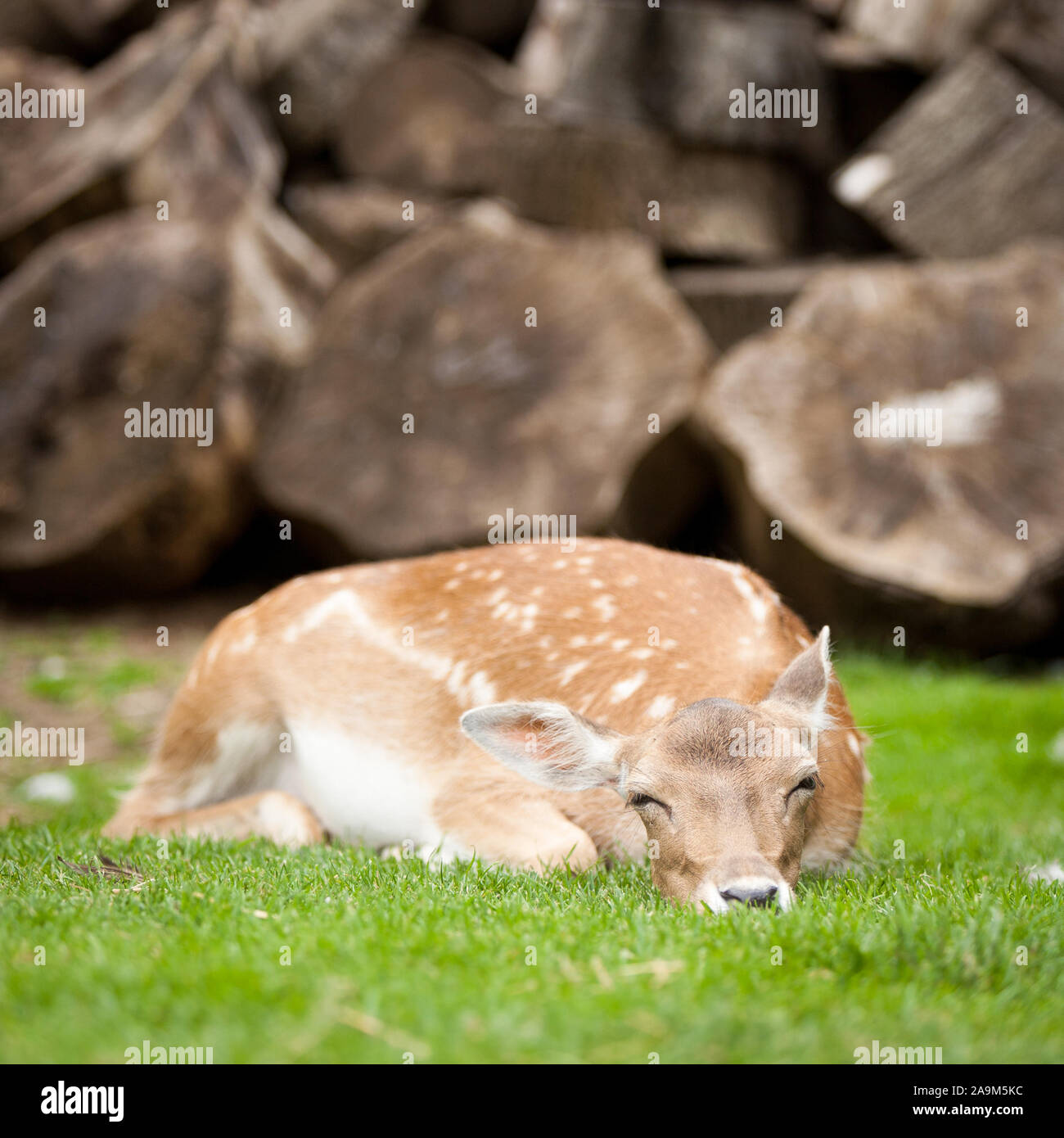 Sleeping fawn. A young doe (female deer) resting in a warm rural ...
