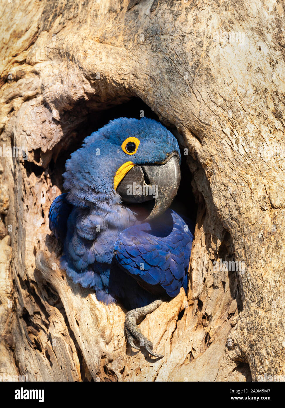 Parrot nest hi-res stock photography and images - Alamy