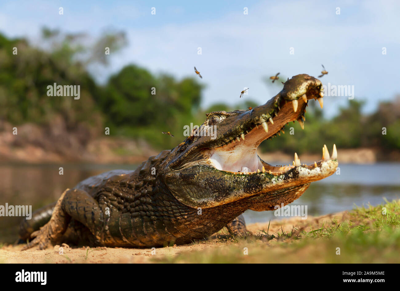 Close up of a Yacare caiman (Caiman yacare) with open mouth, South ...