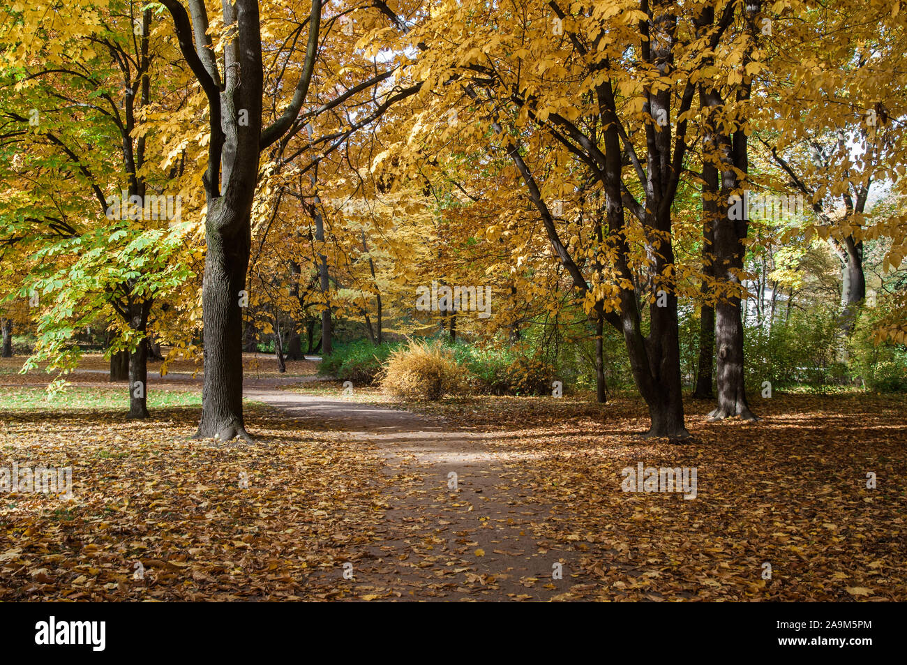 Trees with yellow and orange foliage in Lazienki Park, Warsaw, Poland ...