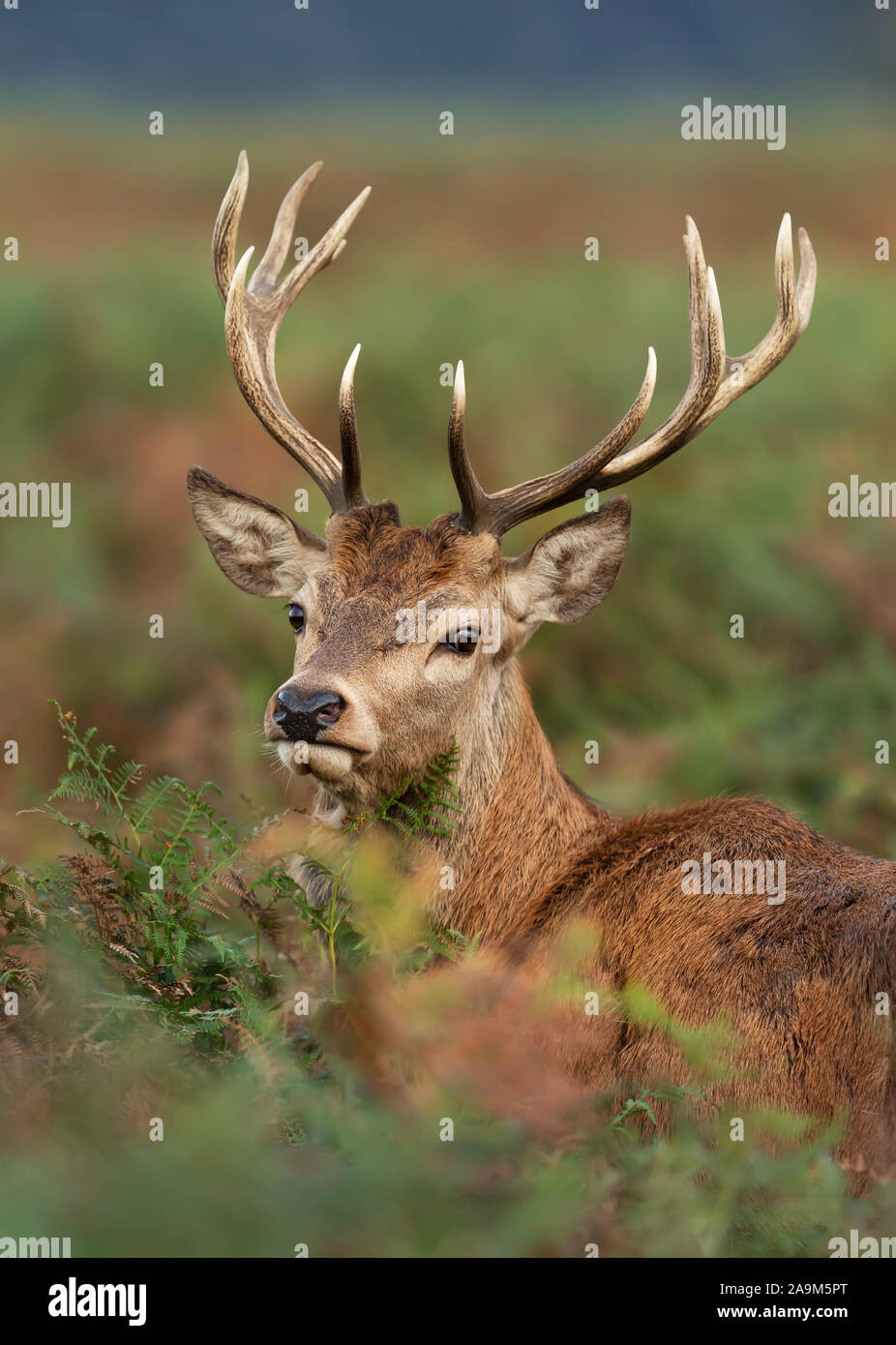 Young Red Deer Stag One High Resolution Stock Photography and Images ...