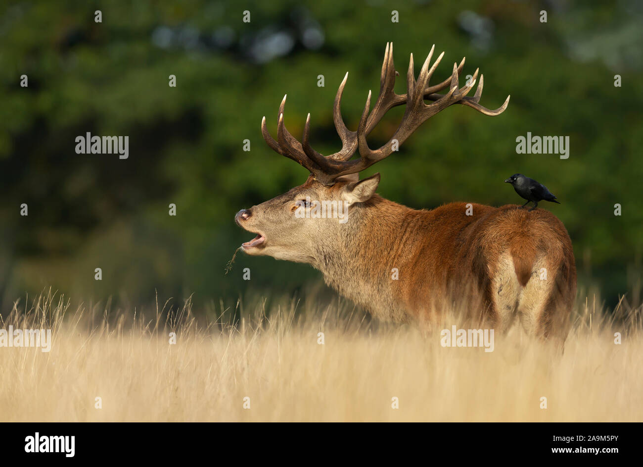 Red deer mating call hi-res stock photography and images - Alamy