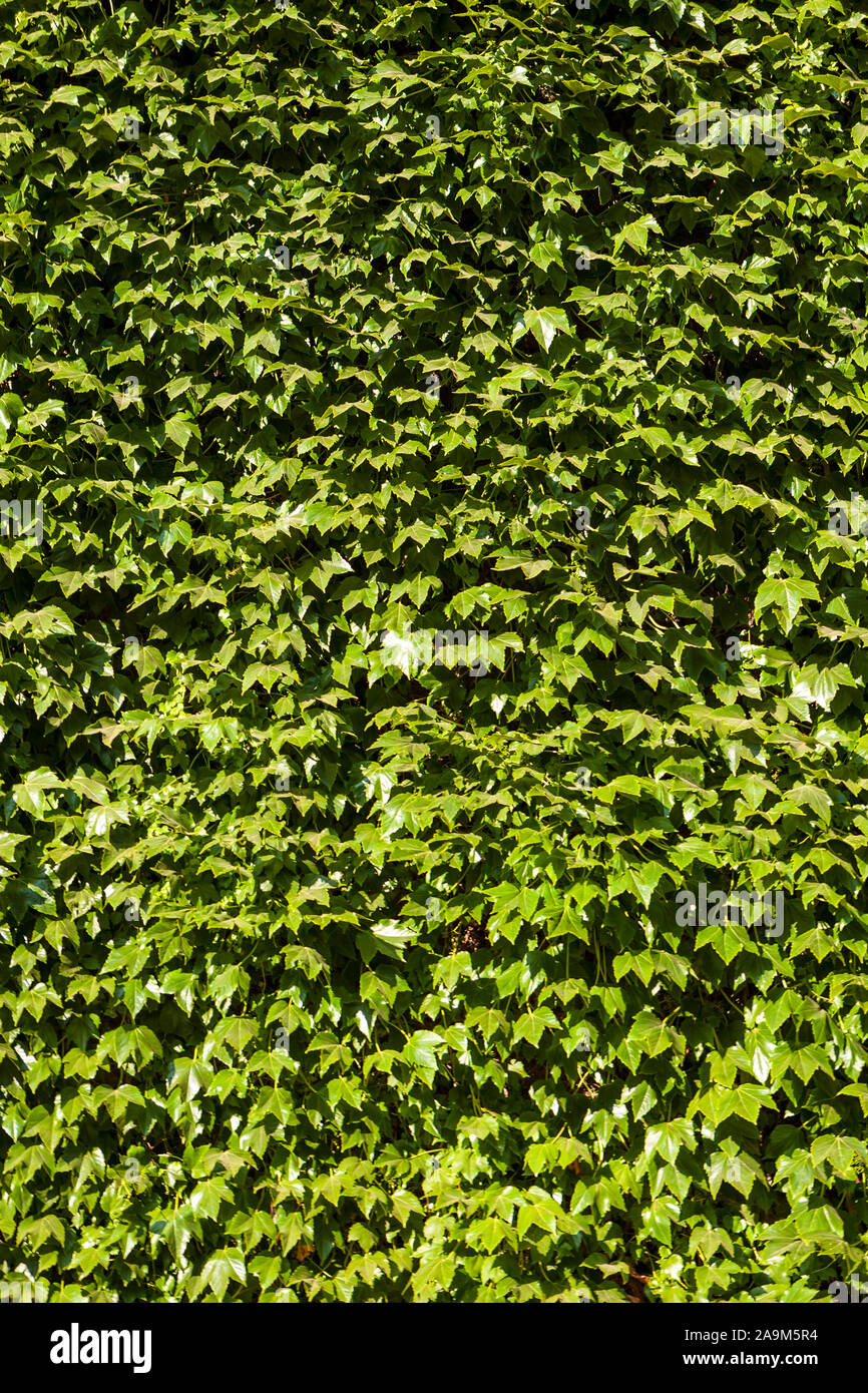Green Ivy Wall texture. A flat wall covered in ivy providing a full ...