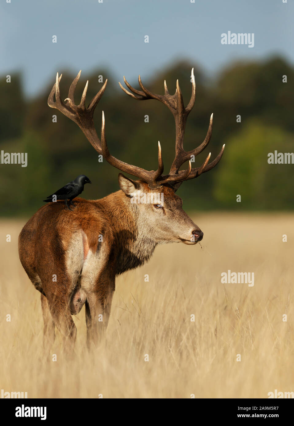 Back of stag hi-res stock photography and images - Alamy