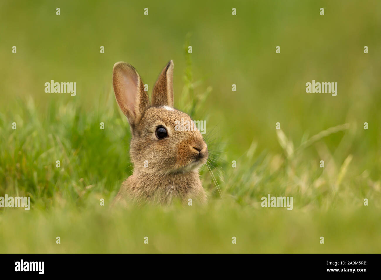 Rabbit in grass hi-res stock photography and images - Alamy