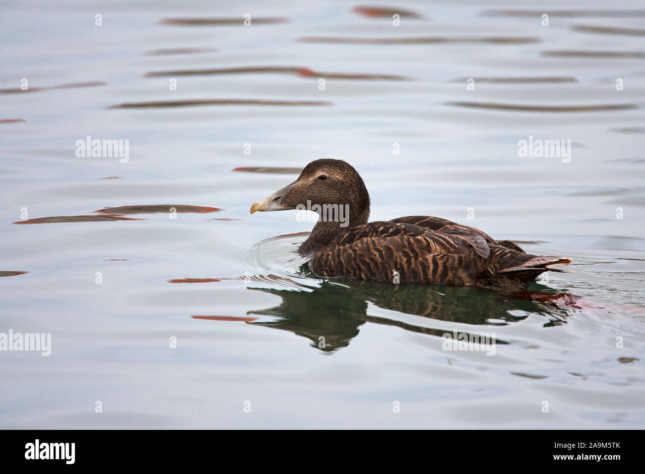 Common Eider, Somateria mollissima, Single adult male in eclipse ...