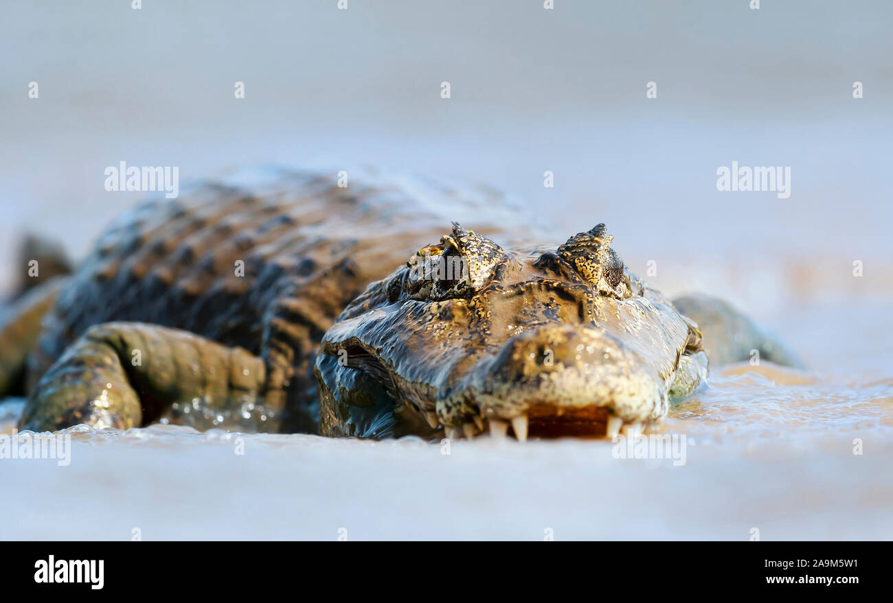 Close up of a Yacare caiman (Caiman yacare) in water, South Pantanal ...