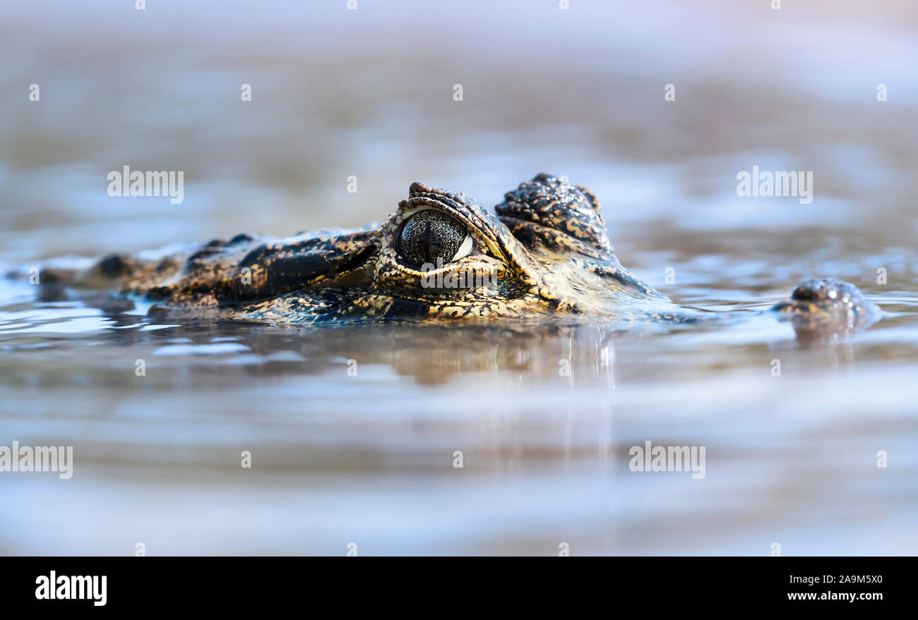 Close up of a Yacare caiman (Caiman yacare), South Pantanal, Brazil ...