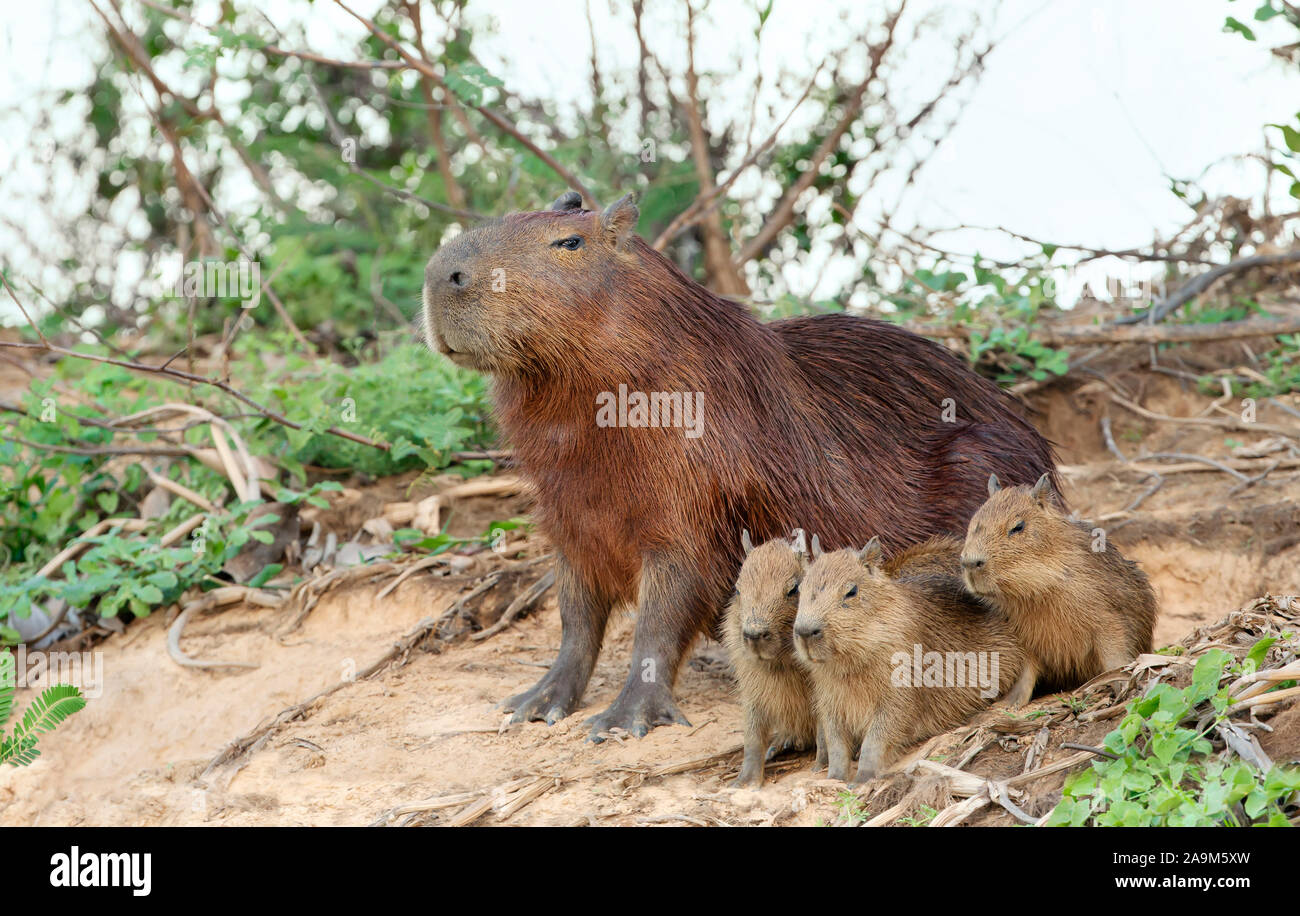 Close up of Capybara mother with three pups sitting on a river bank ...