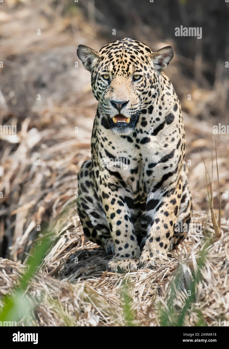 Jaguar sitting portrait hi-res stock photography and images - Alamy