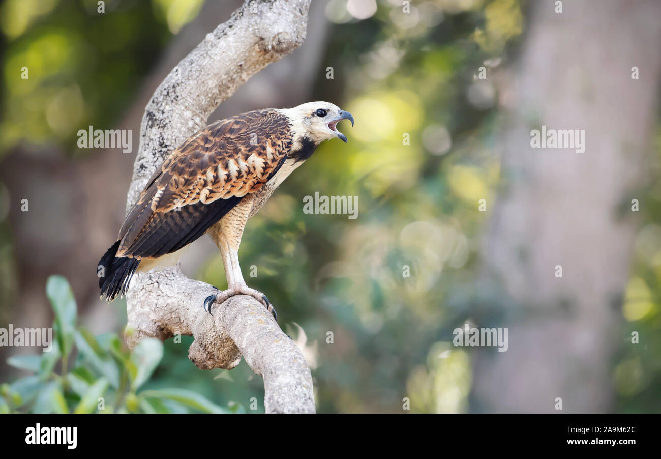 Brazilian black hawk hi-res stock photography and images - Alamy
